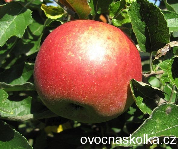 OVOCNÉ STROMKY | jabloň Novamac | ovocné stromky